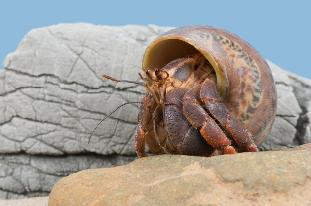 What are the pros and cons of owning a hermit crab?