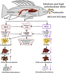 What are the side effects of tilapia?