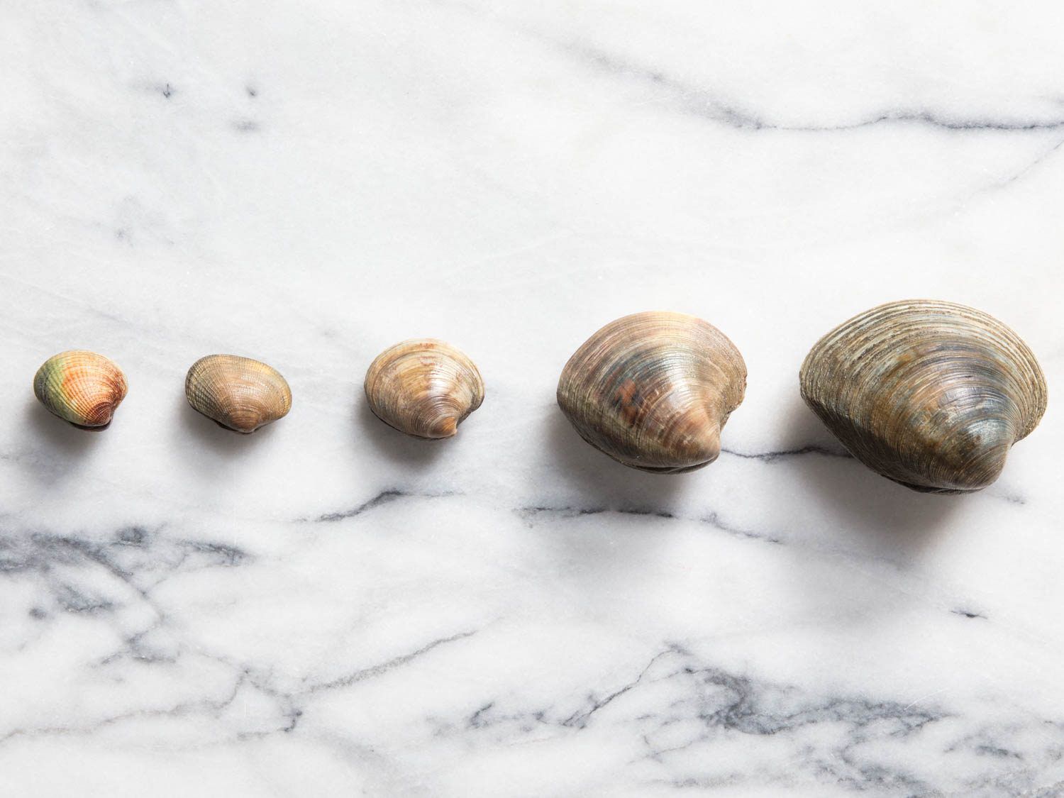 What are the smallest clams?