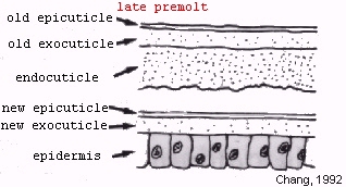 What are the stages of molting?