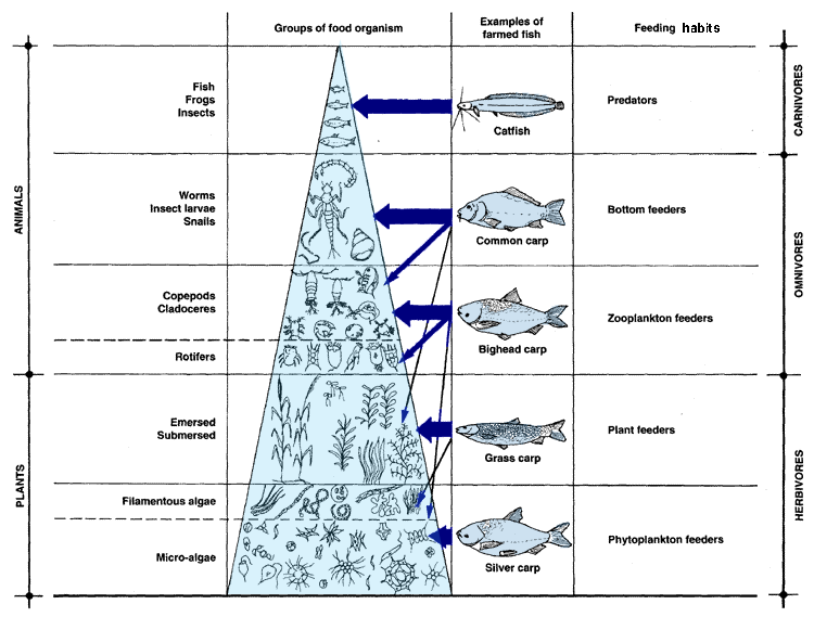 What are the storage requirements for fish?