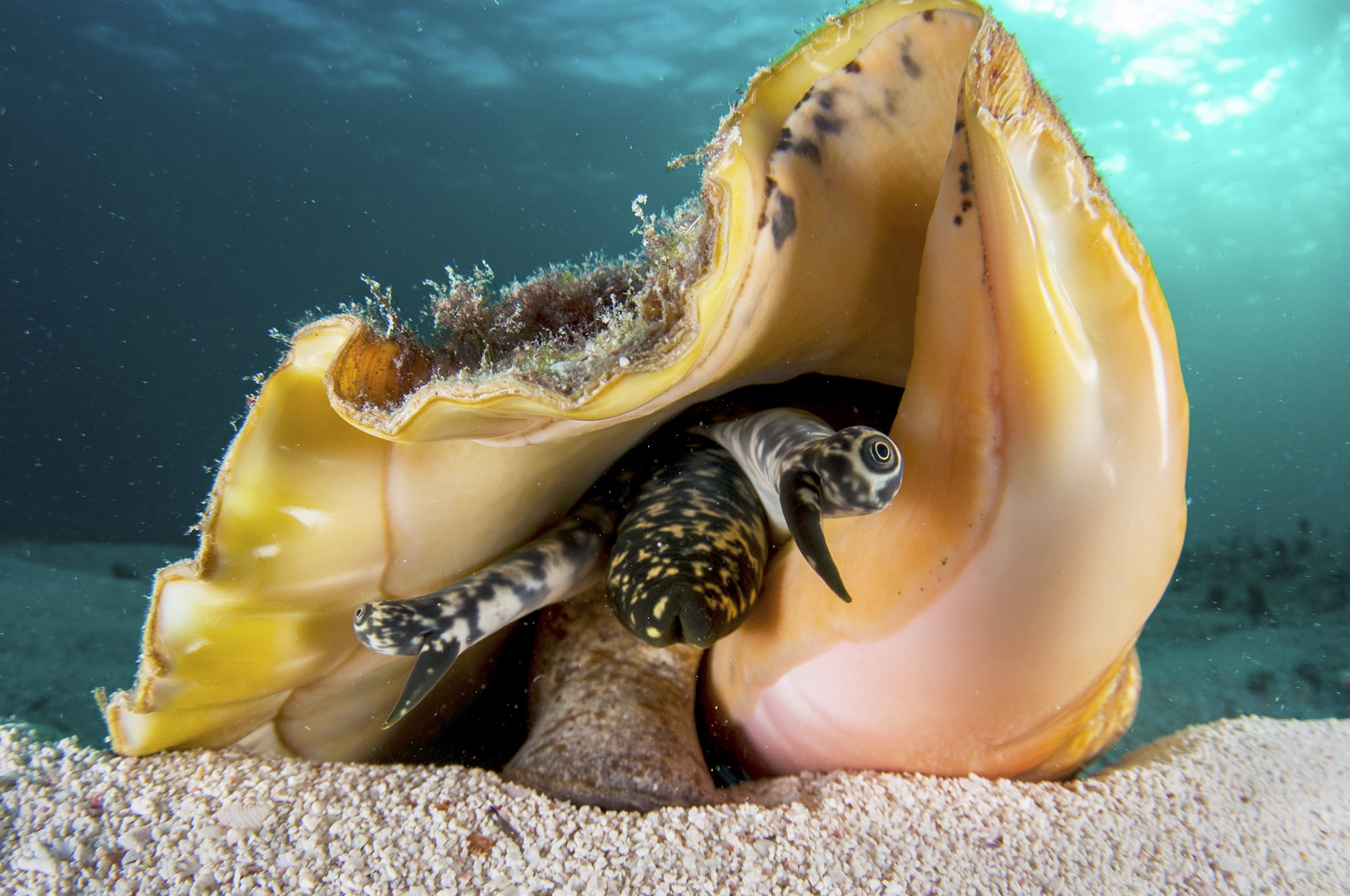 What are the symptoms of conch poisoning?