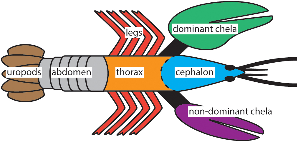 What are the two main organic components of the crustacean exoskeleton?