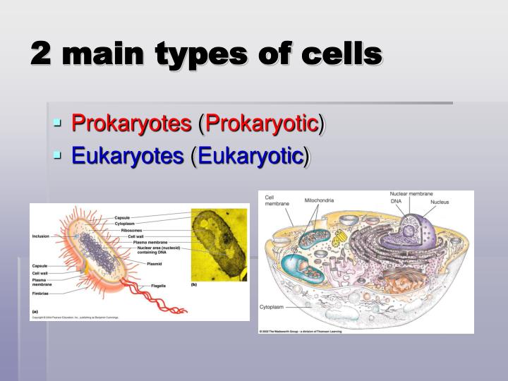 What are the two main types of thickeners?