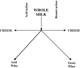 What are the two major whey proteins?