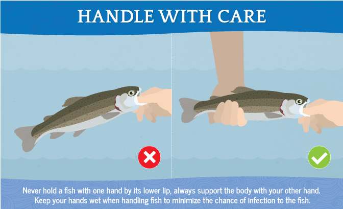 What are the ways of handling fish?