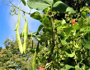 What can you do with a glut of runner beans?