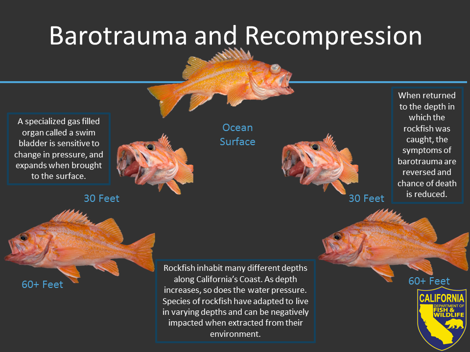 What causes barotrauma in fish?