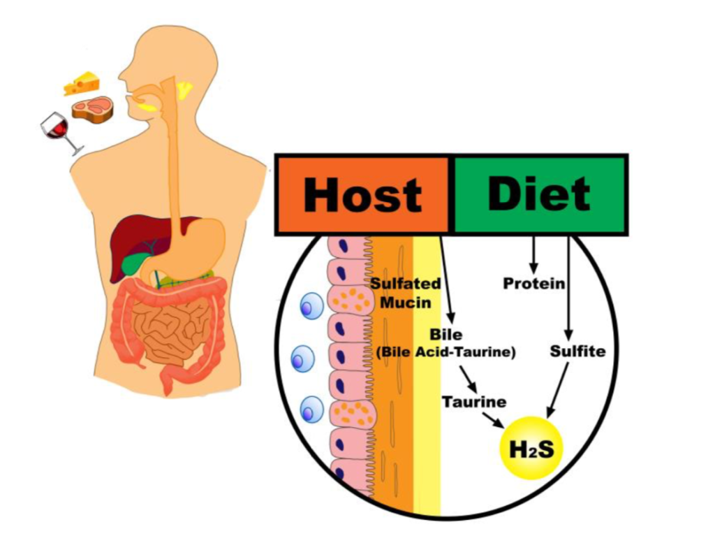 What causes hydrogen sulfide farts?