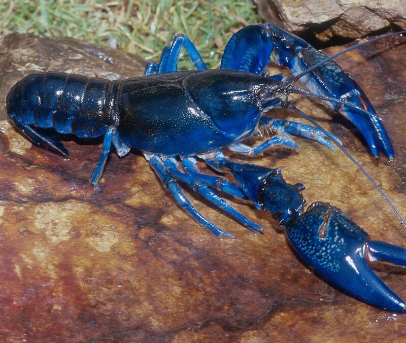 What causes lobsters to be blue?
