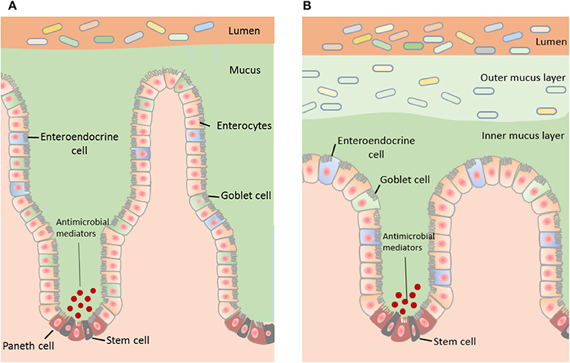 What causes mucus in intestine?
