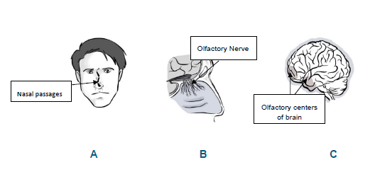 What causes you to lose your sense of taste?