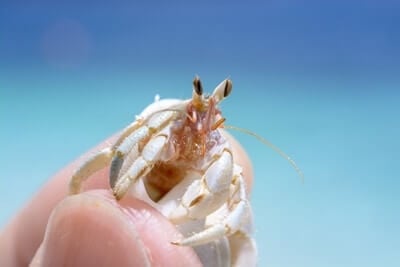 What color do hermit crabs turn when they molt?