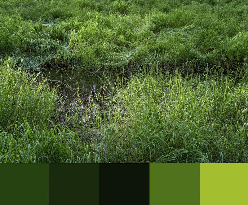 What color is swamp grass?