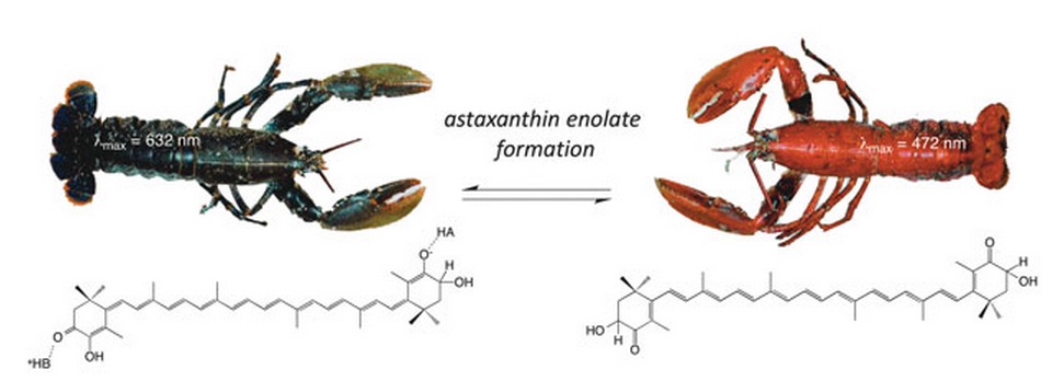 What colour are uncooked lobsters?