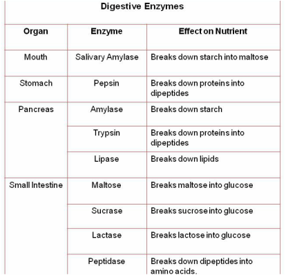 What controls the speed of digestion?