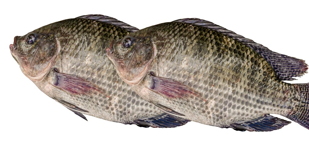 What countries should you not buy tilapia from?