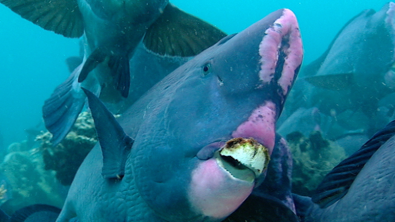 What do bump head parrot fish eat?