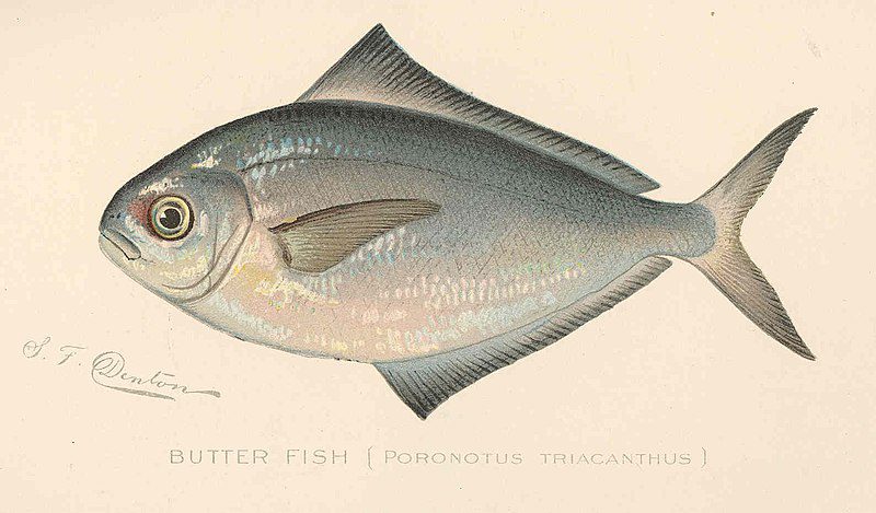 What do butter fish taste like?