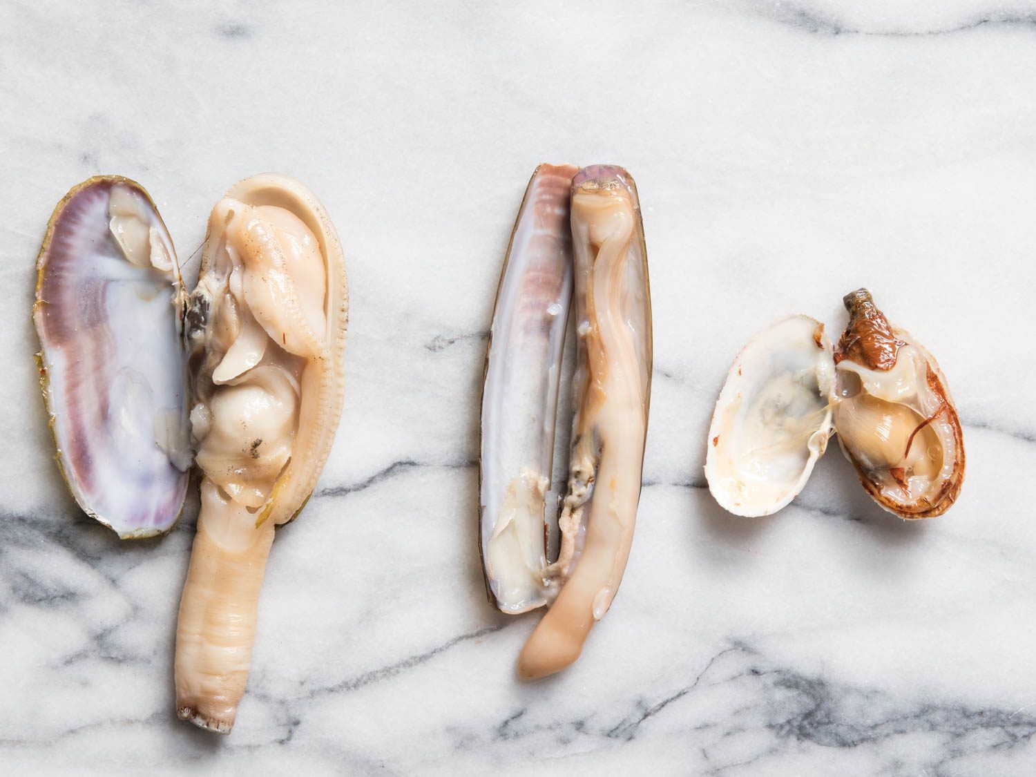 What do clam shells eat?