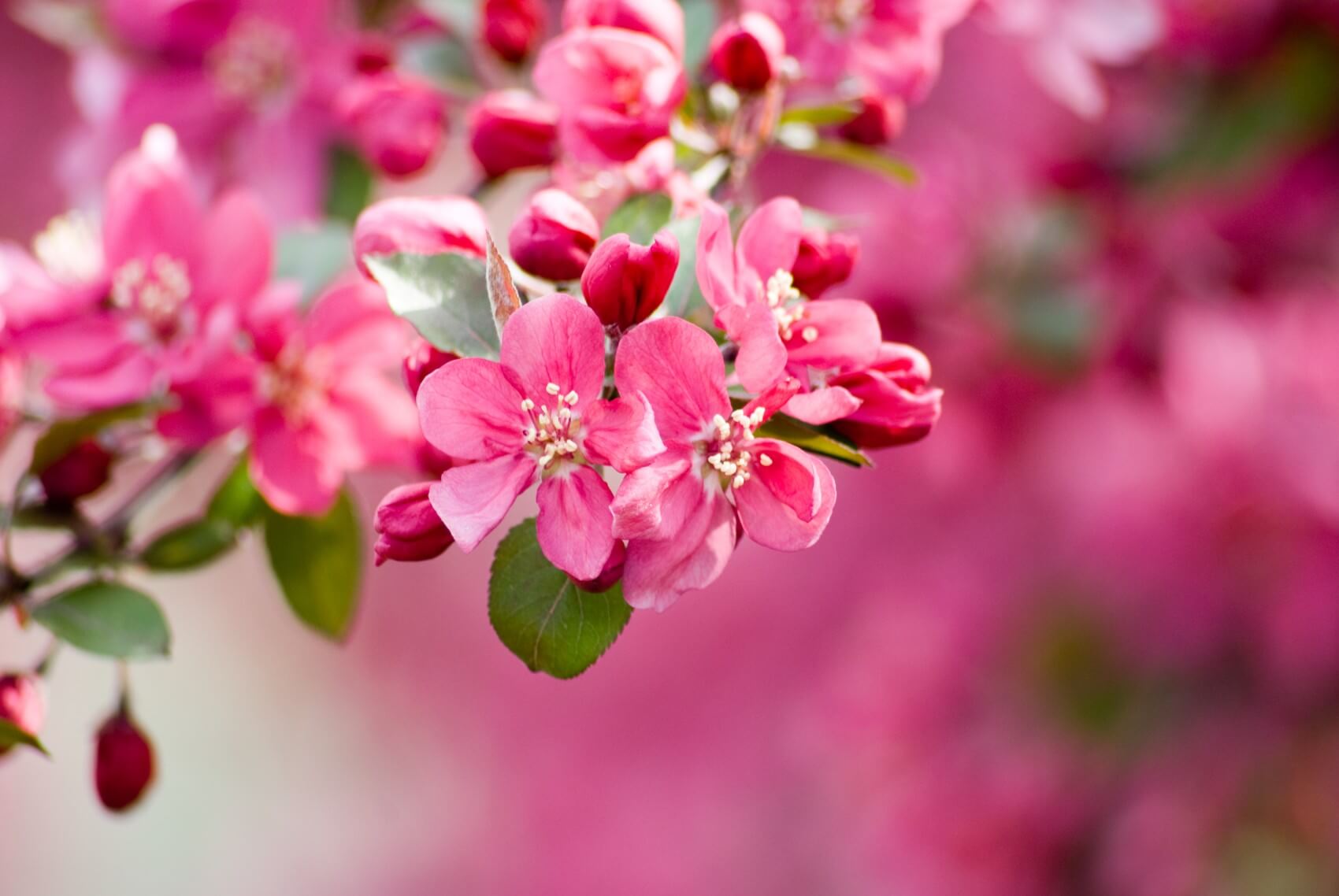 What do crabapples symbolize?