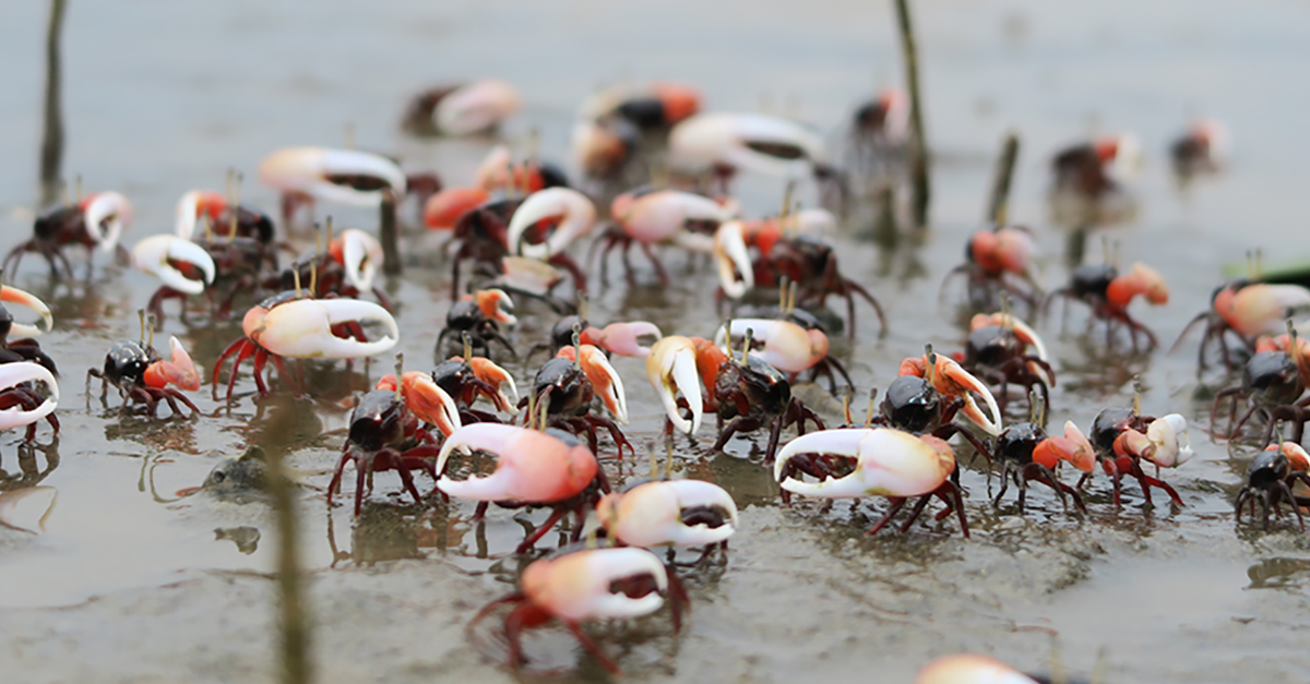 What do fiddler crabs do in the winter?
