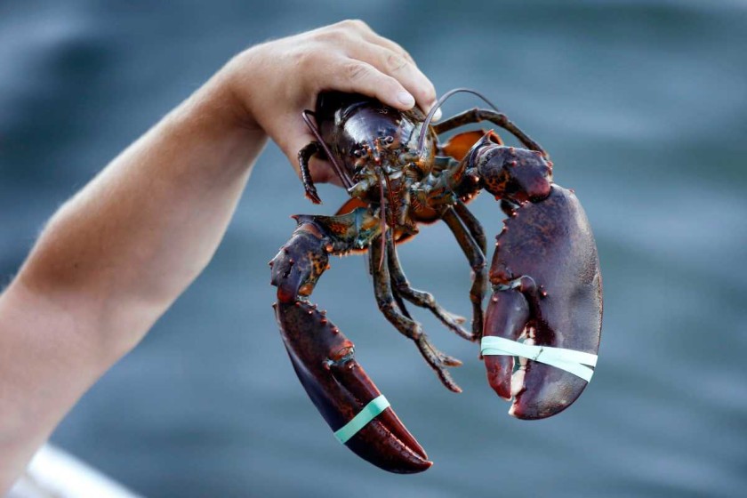 What do home lobsters eat?