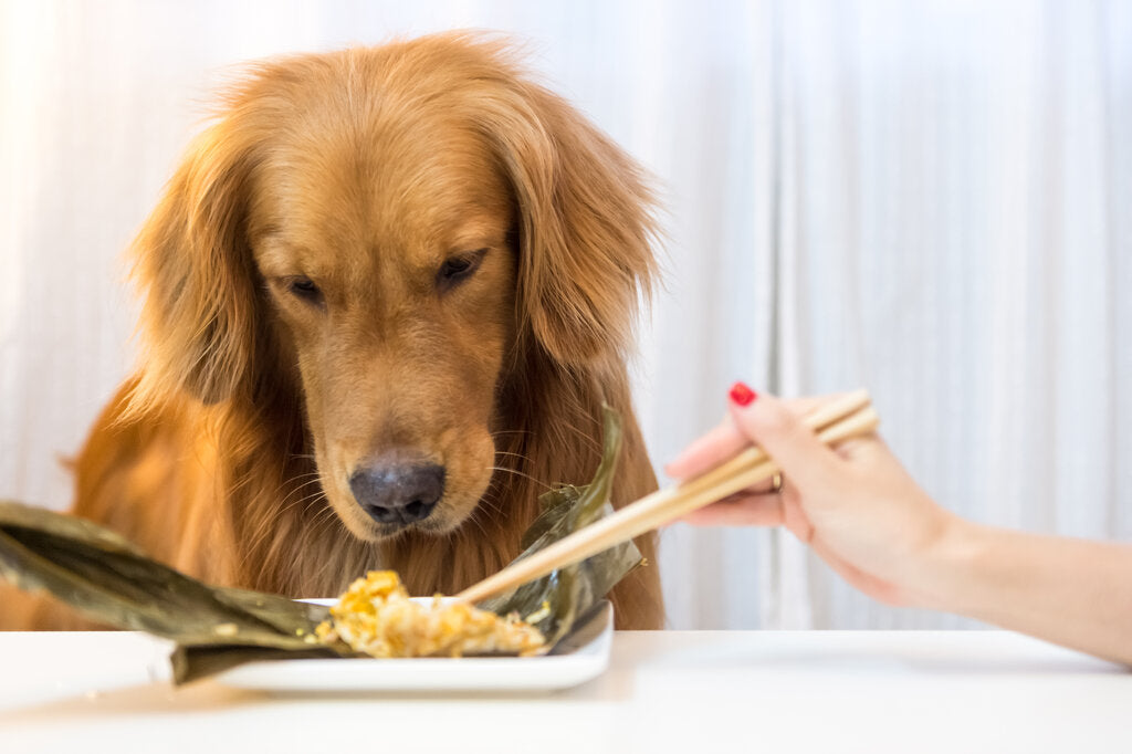 What do I do if my dog eats tofu?