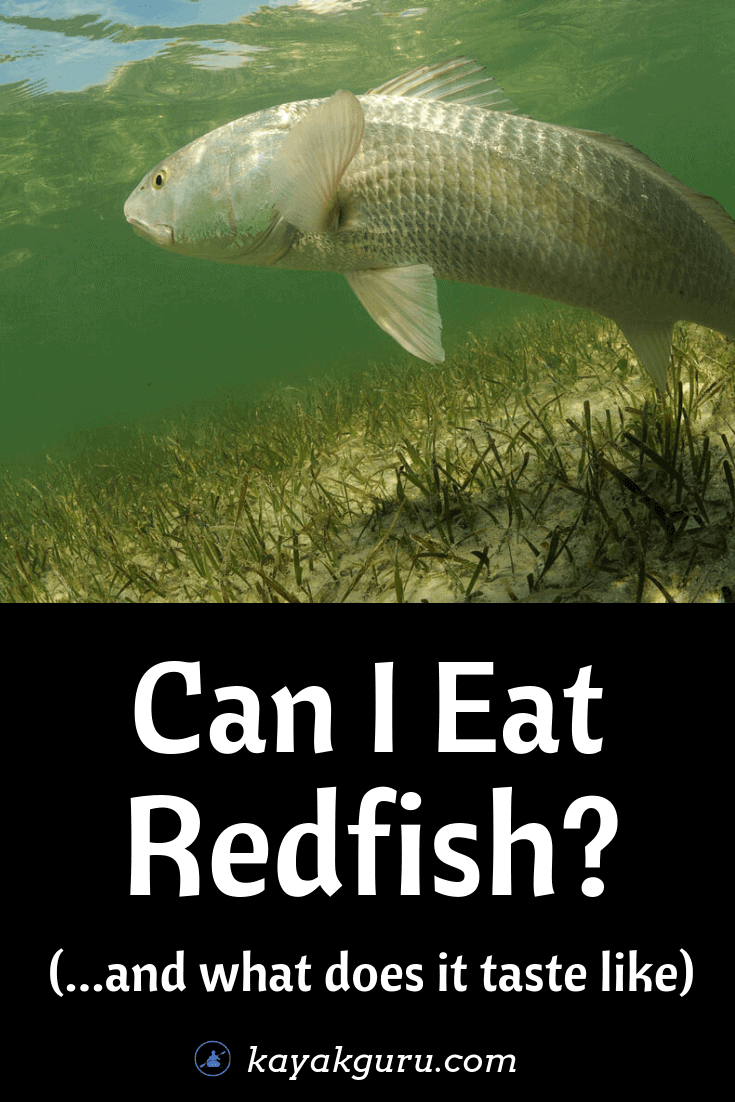 What do red drum taste like?