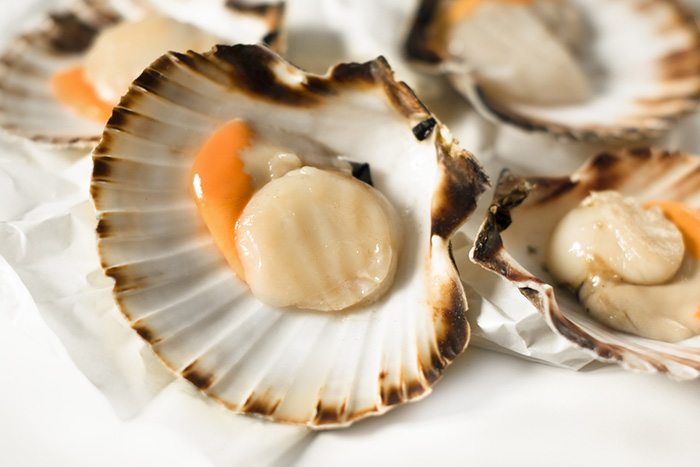 What do sea scallops eat?
