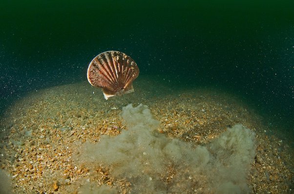 What do sea scallops look like in the water?