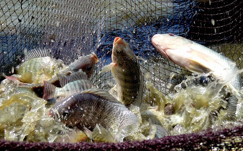 What do tilapia farms feed their fish?