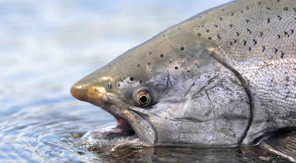 What do you call salmon fish in Malayalam?