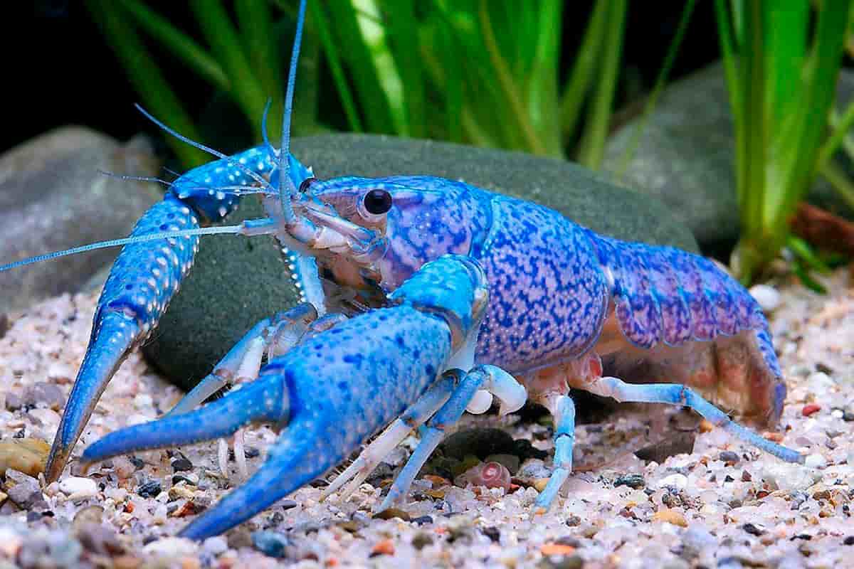 What do you need for a blue lobster tank?
