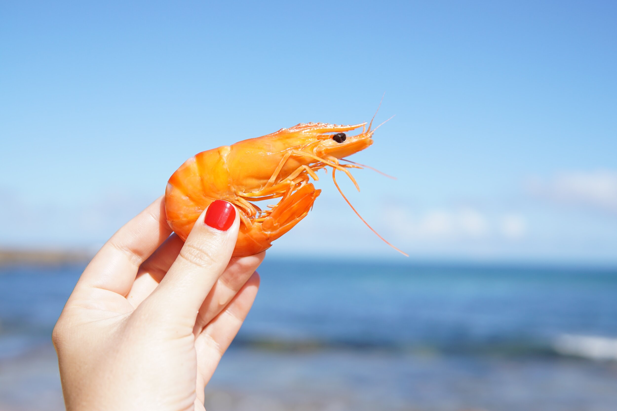 What does a shrimp do to survive?