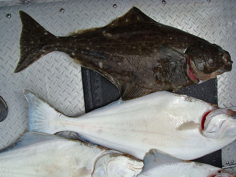 What does chalky halibut taste like?