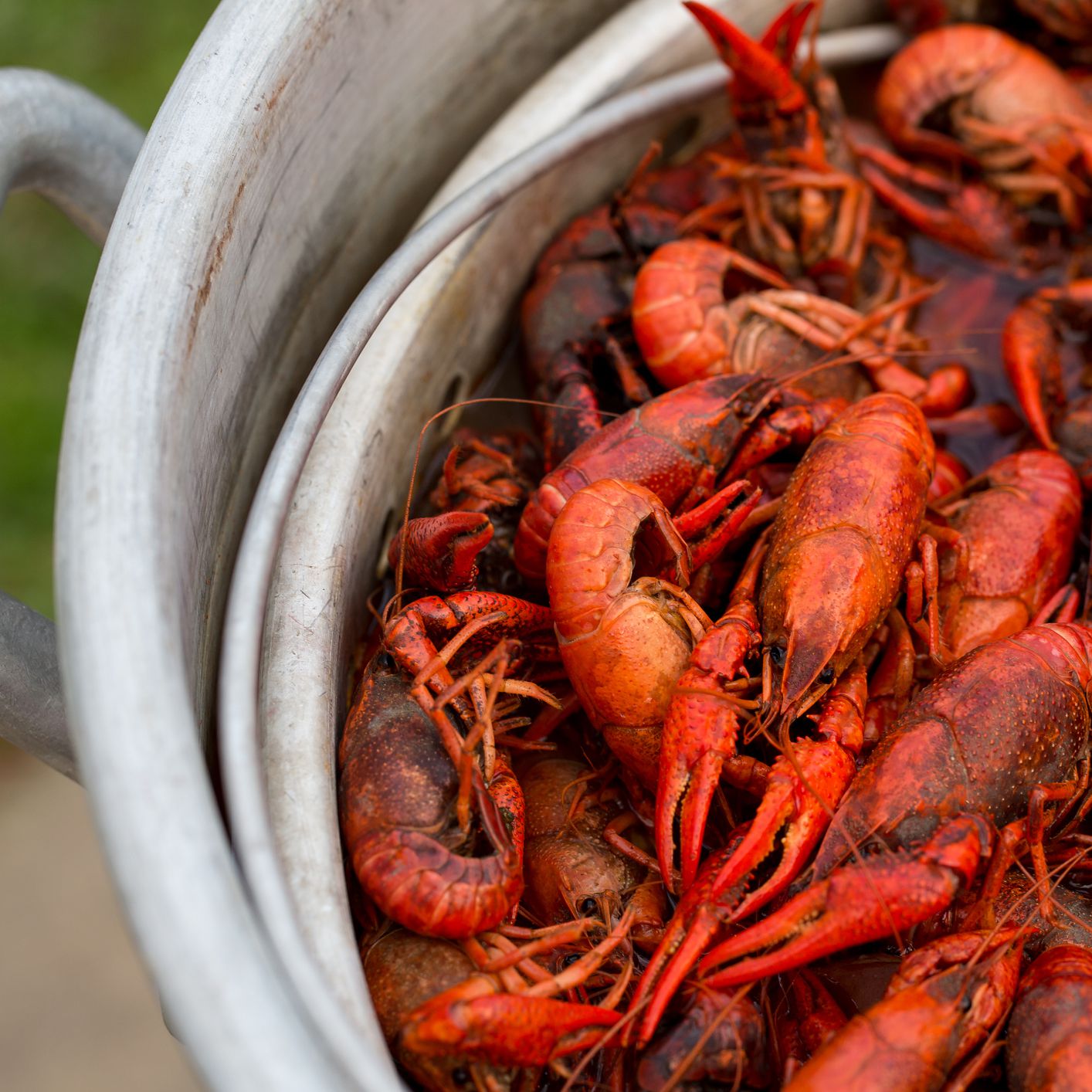 What does crawfish taste like?