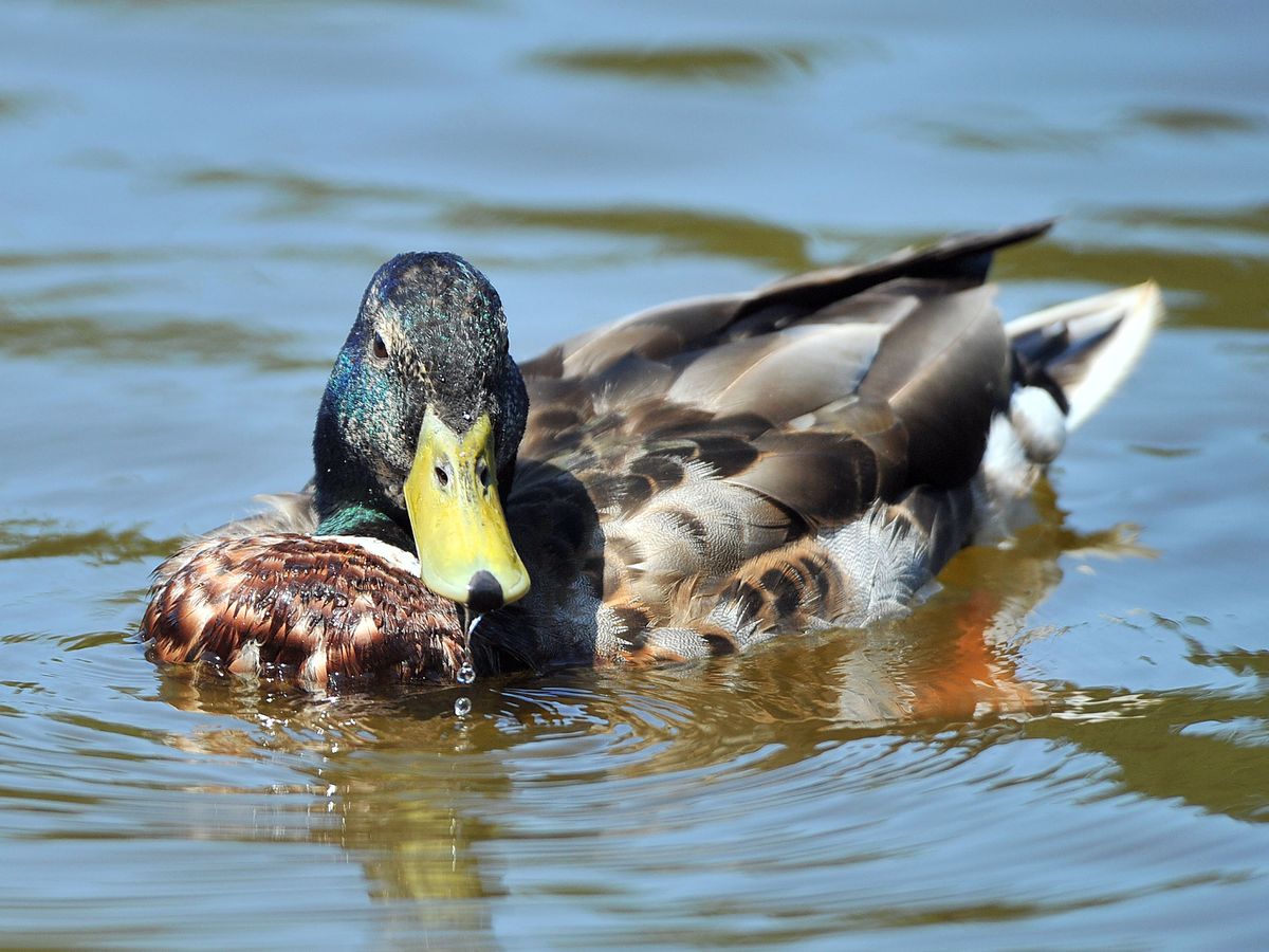 What does duck mean Nottingham?