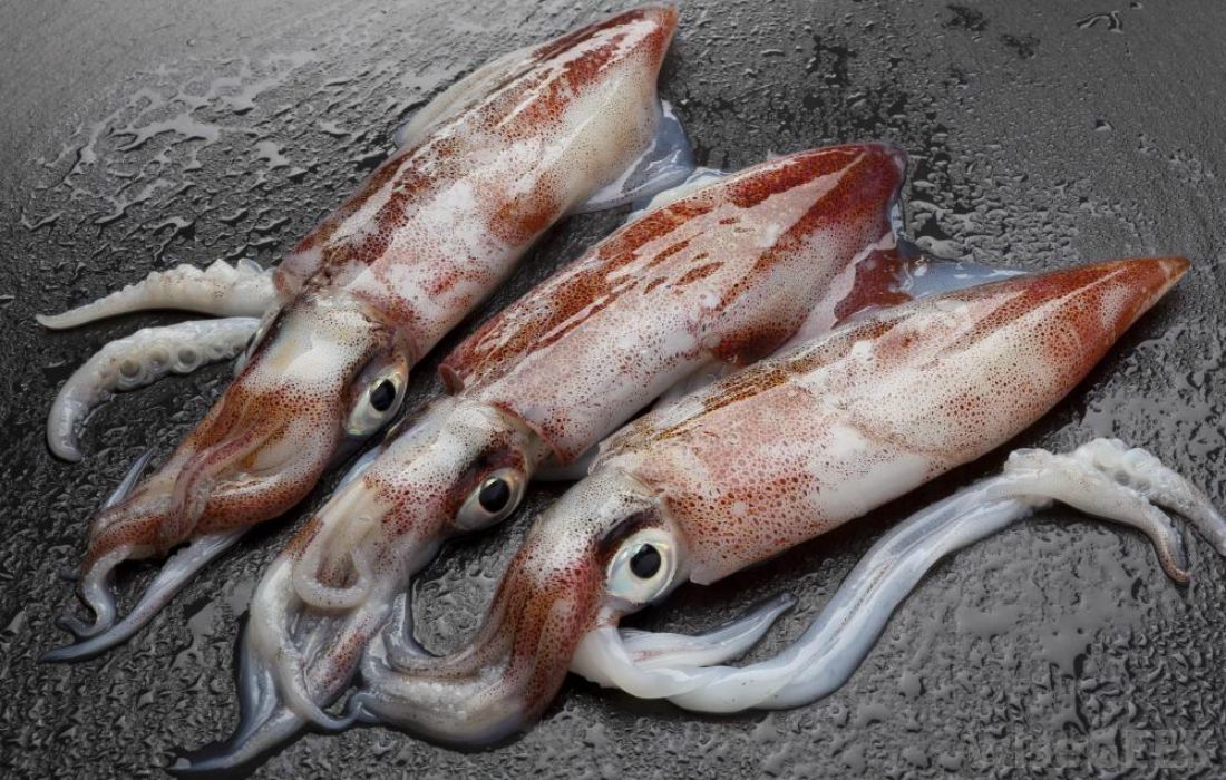 What does eating squid do to your body?