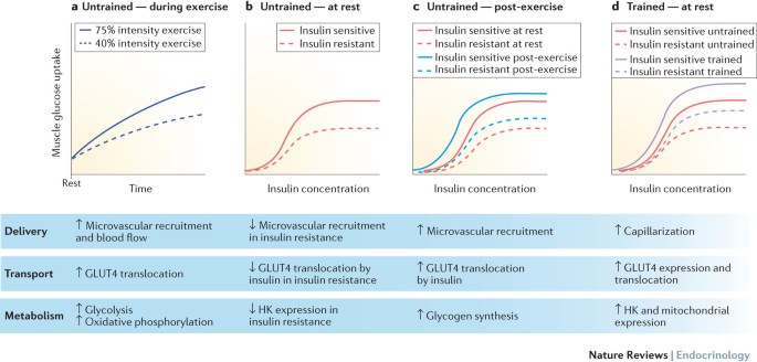 What does glucose do during exercise?