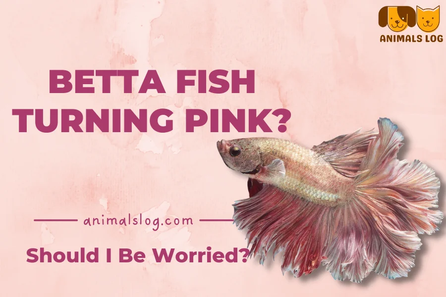 What does it mean if the fish is pink?