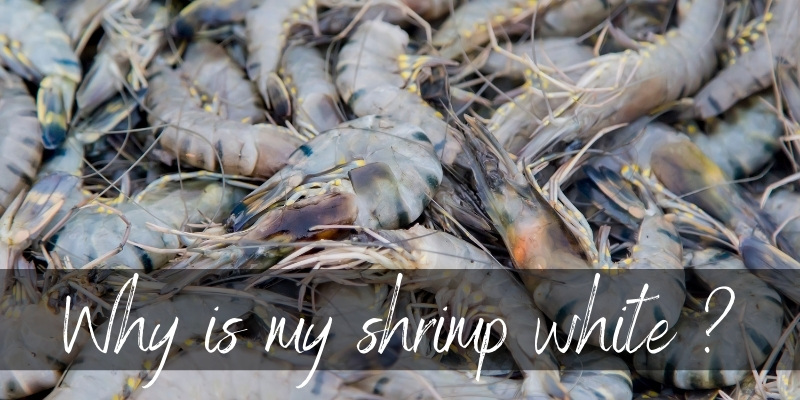 What does it mean when a shrimp has a white back?