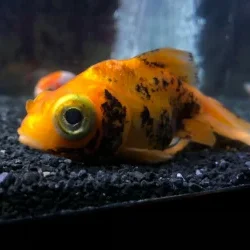 What does it mean when fish get black spots?