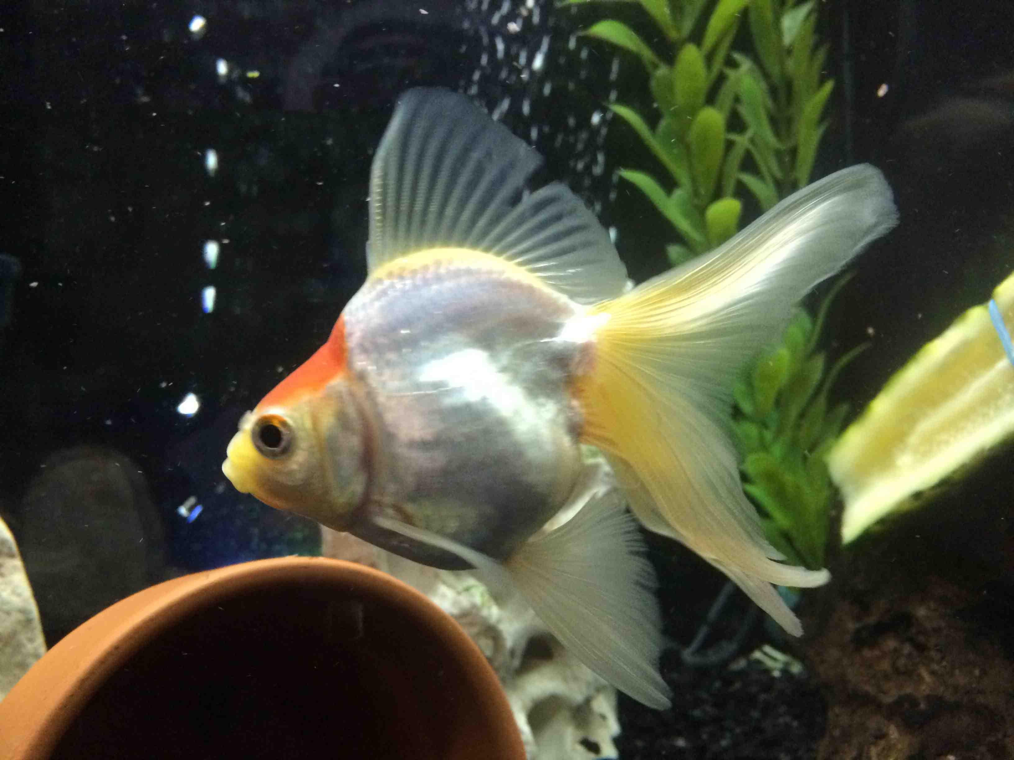 What does it mean when your fish turns yellow?
