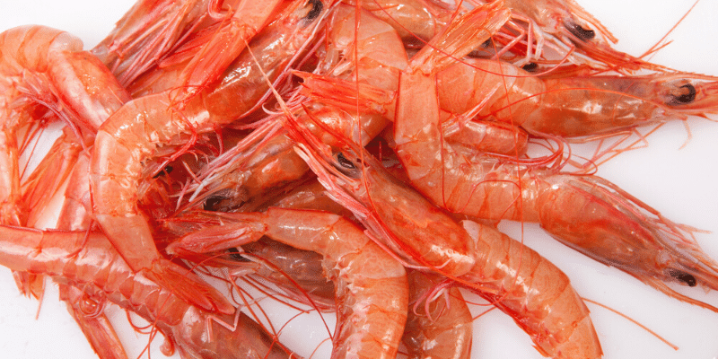 What does prawns fish eat?