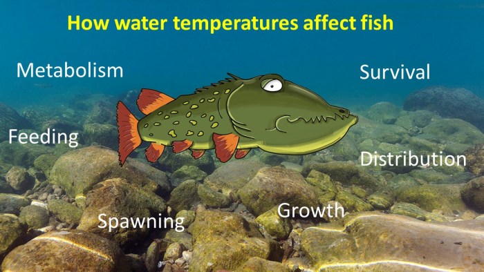 What does temperature do to fish?