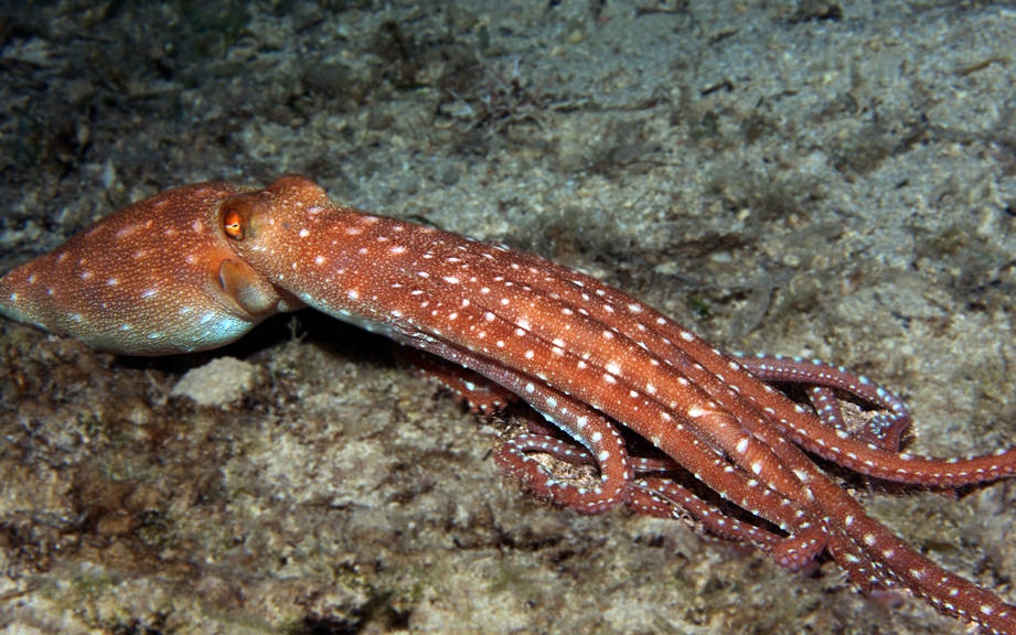 What does the Spanish word octopus mean?