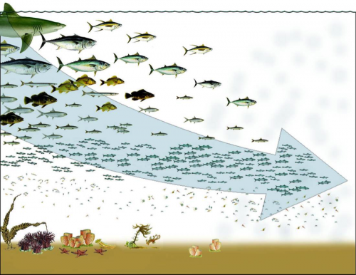 What fish are low on the food chain?