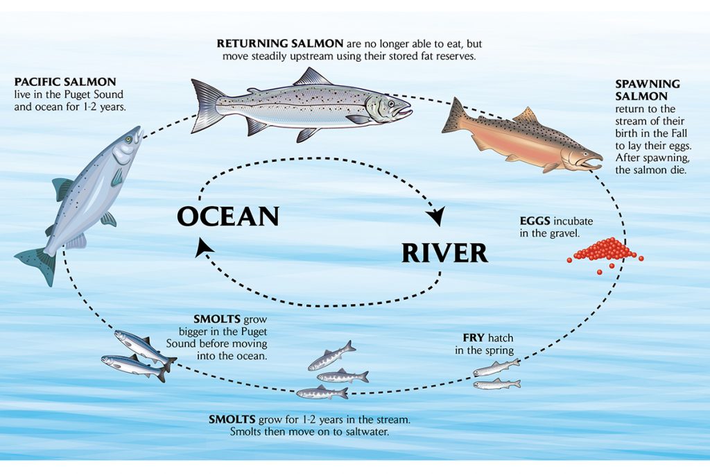 What fish are native to Washington?