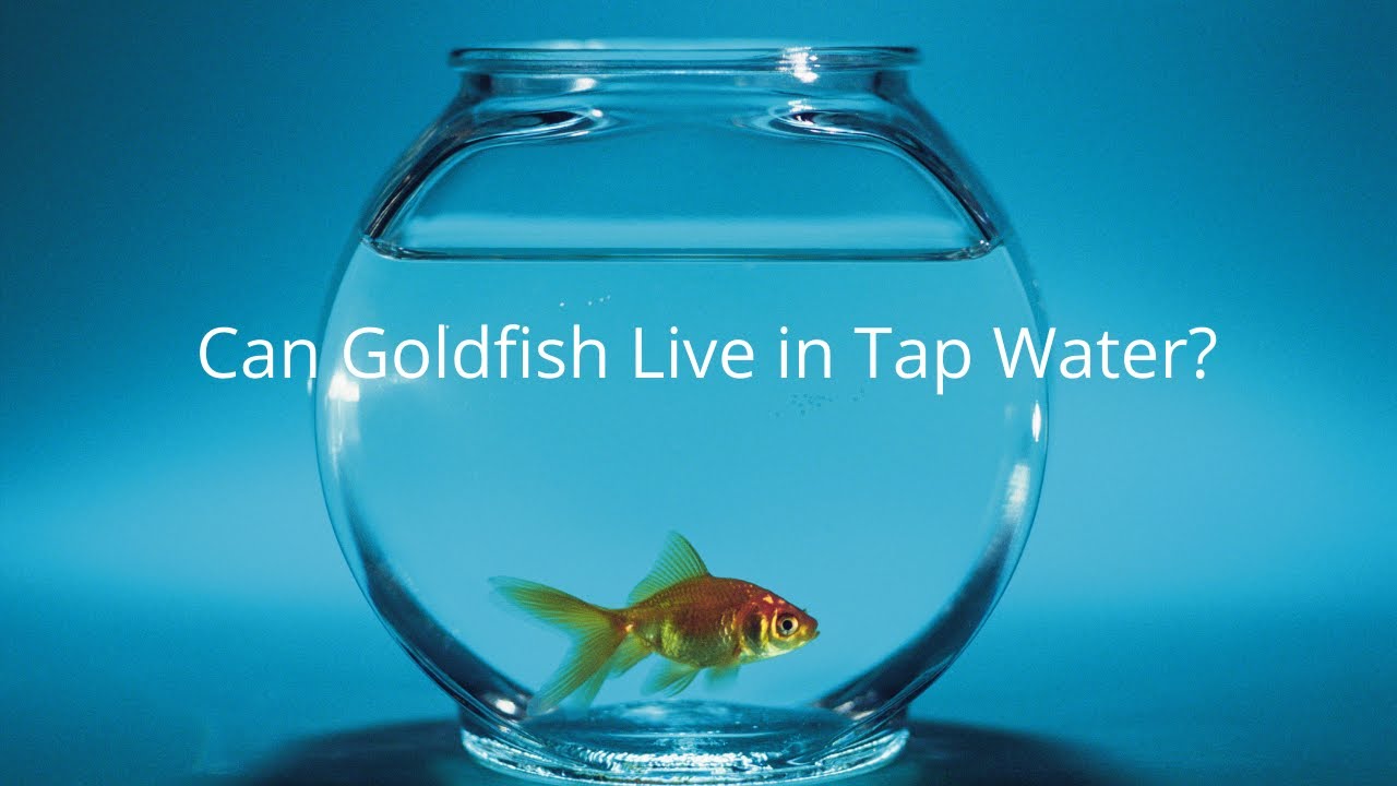 What fish can live in tap water?